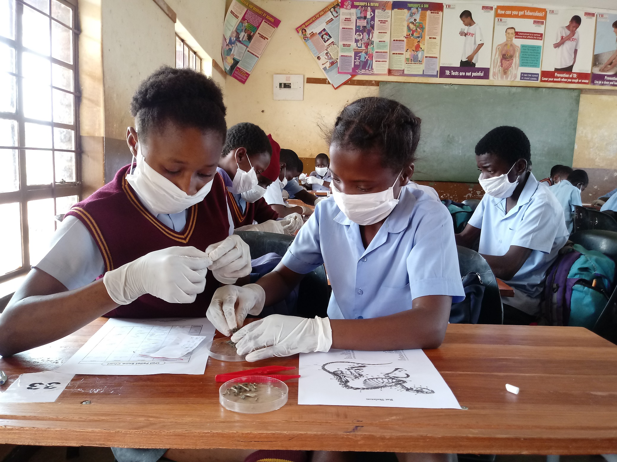 Junior Scientist Programme — OwlProject.org